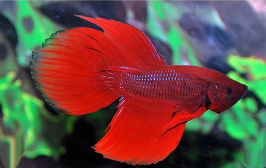 BETTA SPLENDENS MALE XL 5-6cm - Le vivant | Histoires d'Eaux