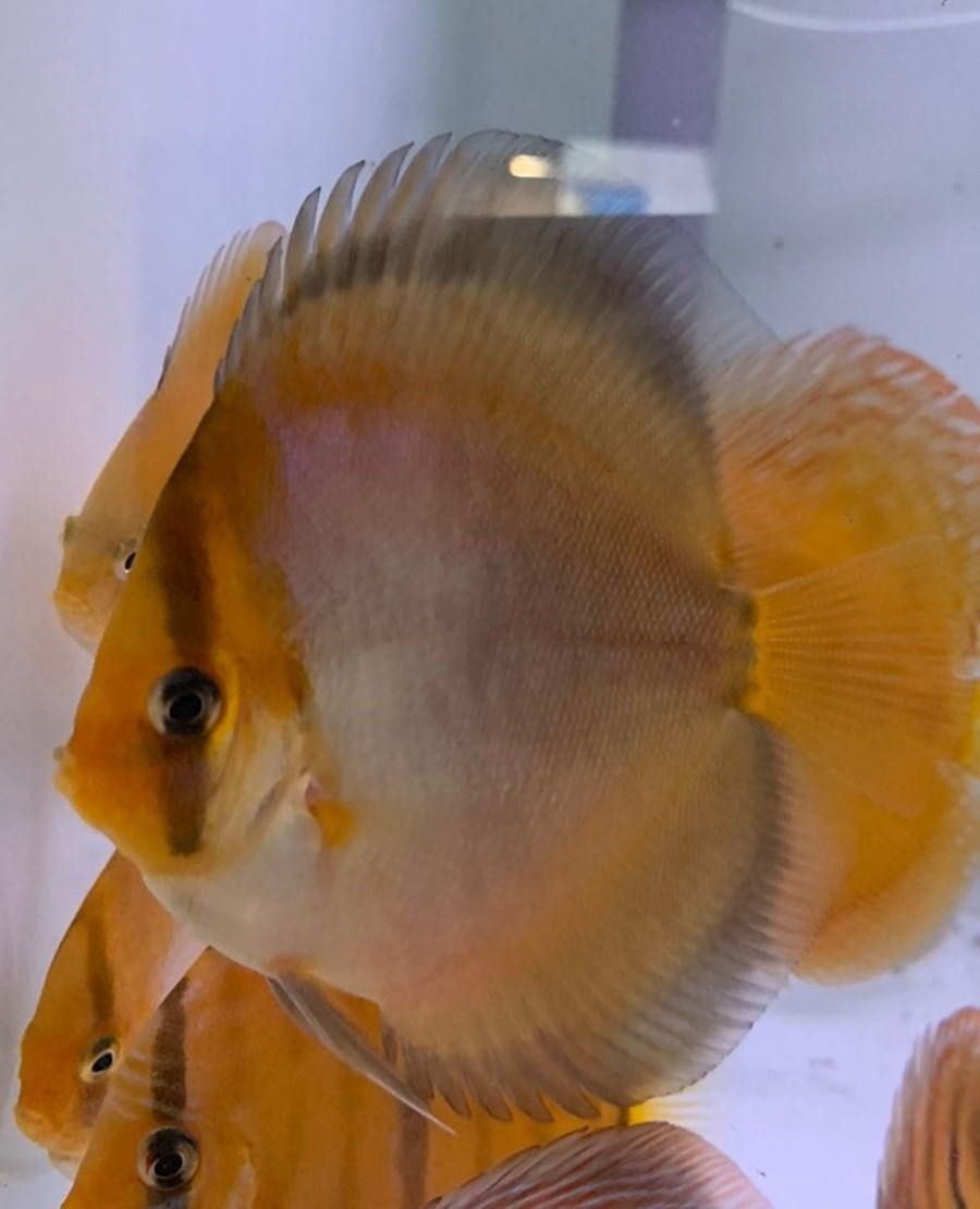 Discus Brown Golden Meave 8-10cm | Le vivant - Histoire d'Eaux
