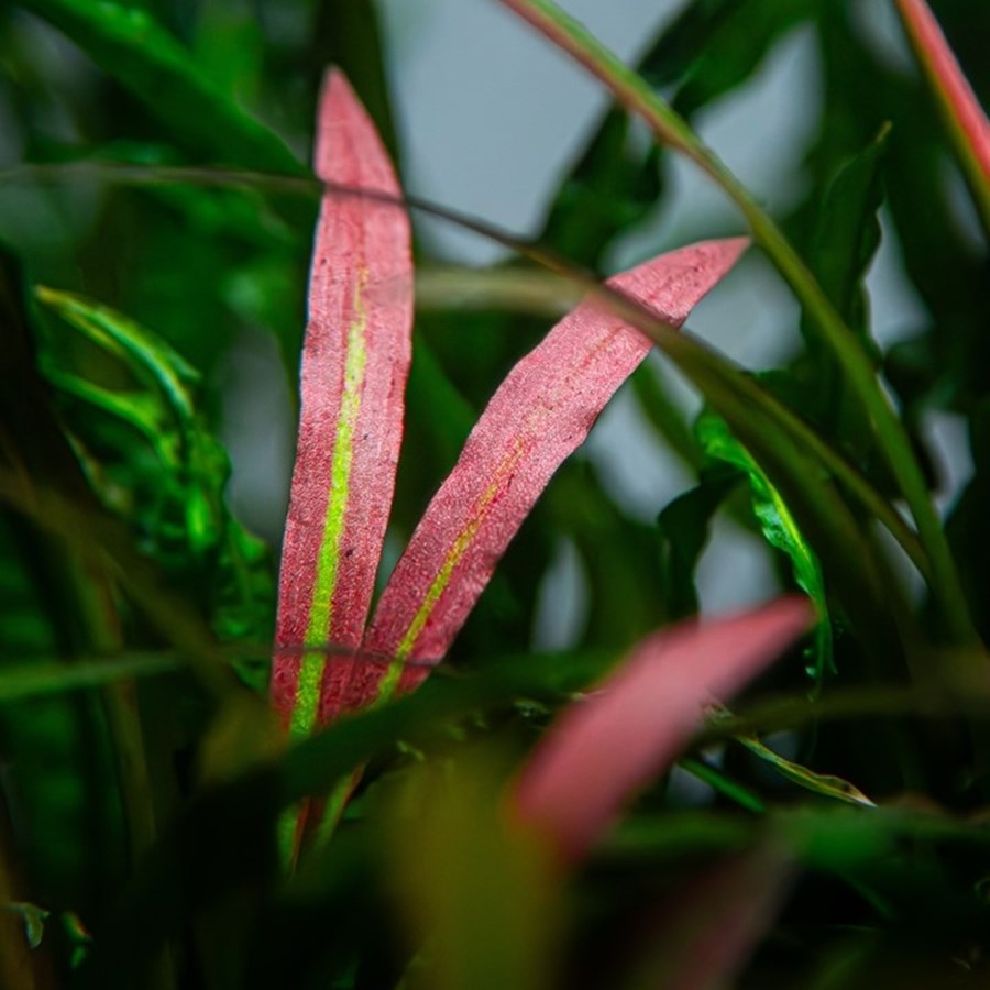 Cryptocoryne spiralis 'Red' potted | Le vivant - Histoire d'Eaux
