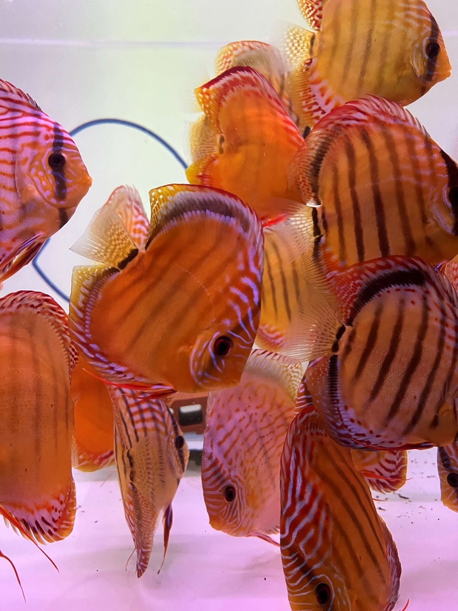Discus Curipera 6 cm - Le vivant | Histoires d'Eaux