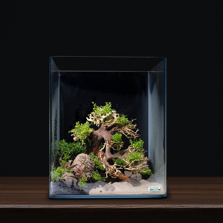 Deco Box Bonsai Dennerle - Décorations - roches vivantes | Histoires d'Eaux
