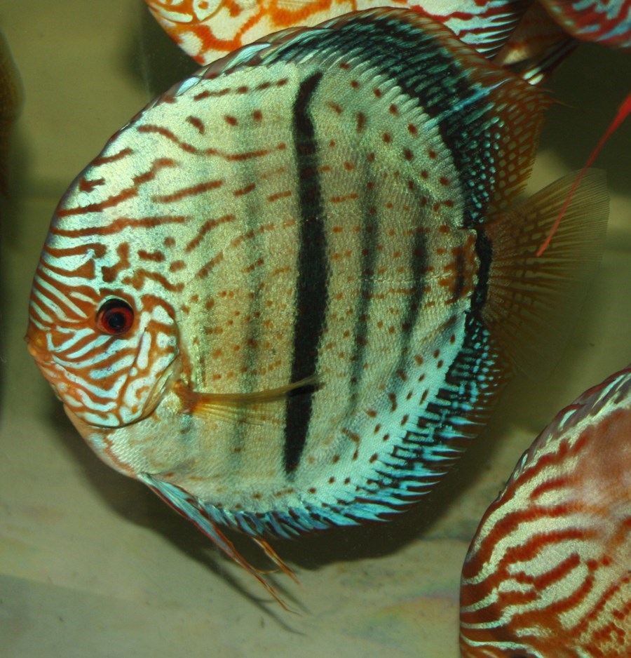 Discus Cobalt Heckel Cross 6cm - Le vivant | Histoires d'Eaux