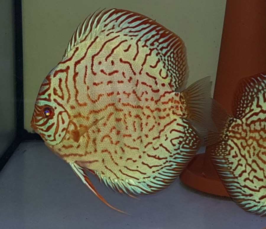 Discus Tiger Turquoise 6 cm - Le vivant | Histoires d'Eaux