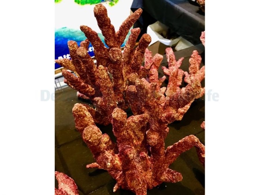 Real Reef Rock - Fancy Branch le kg - Décorations - roches vivantes ...