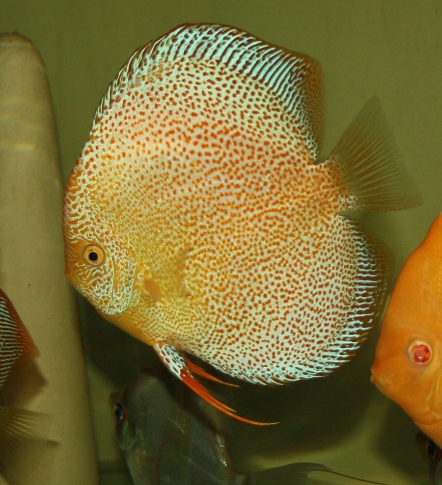 Discus Golden Leopard Snakeskin 12-14cm | Le vivant - Histoire d'Eaux