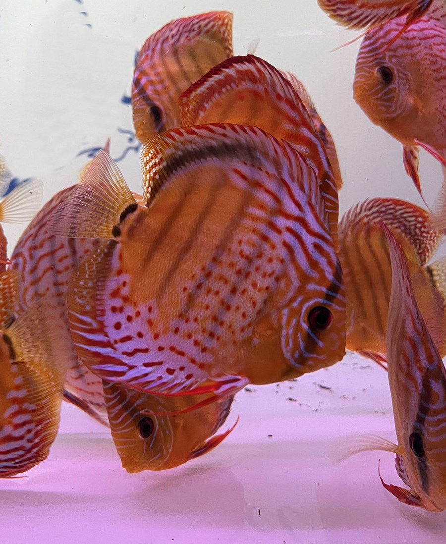 Discus Tefe (Green/Red Spotted) 6-8 cm | Le vivant - Histoire d'Eaux